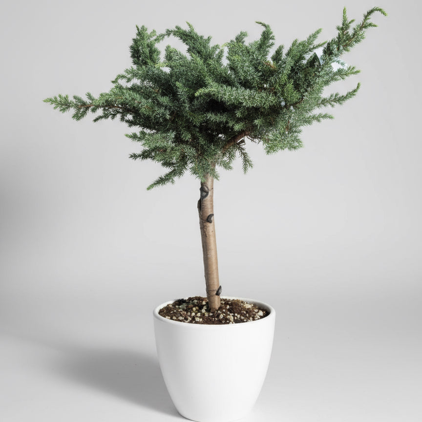 Enebær (Juniperus communis) – 120 cm høj | Bred, stedsegrøn plante hos ...