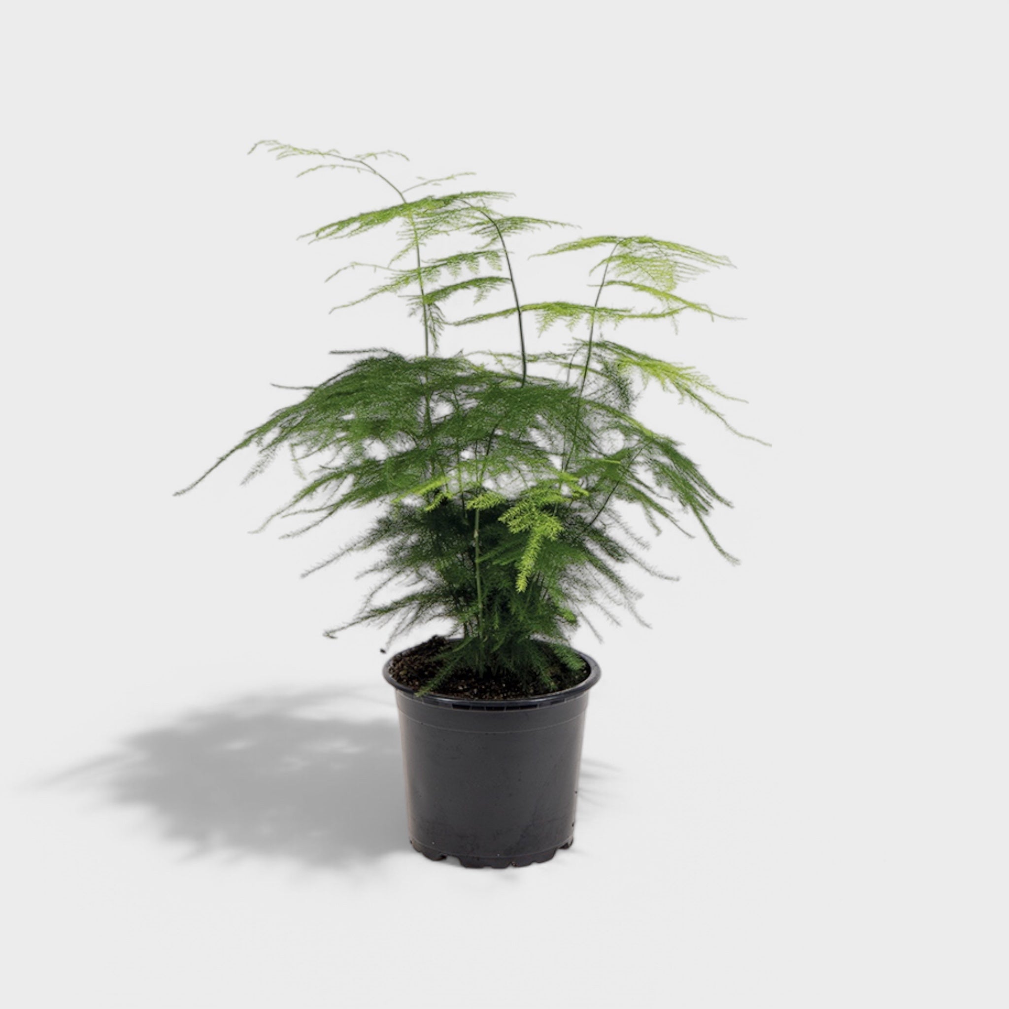 Køb Asparagus Plumosus Ø12 cm – Fjerasparges | DECOPLANT