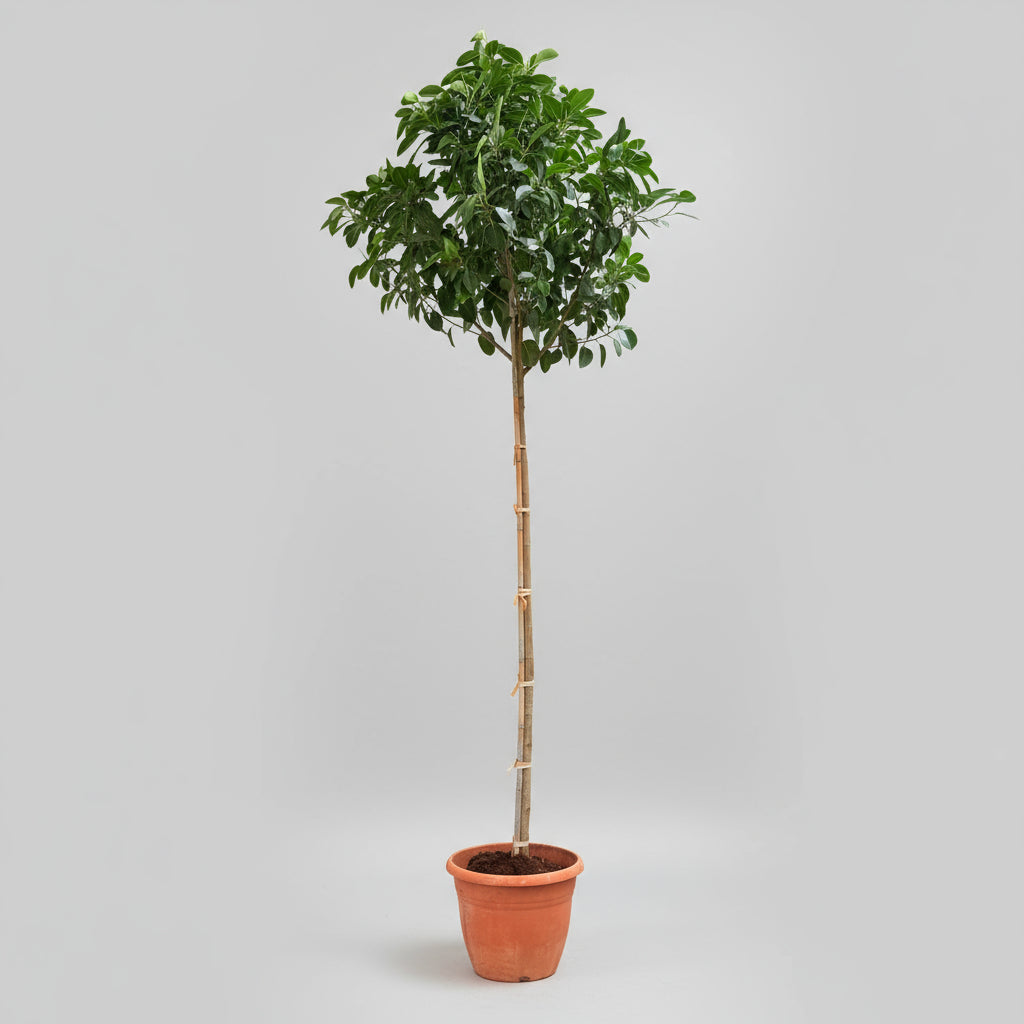 Ficus australis – 350 cm høj | Stor grøn plante hos Decoplant – DECOPLANT