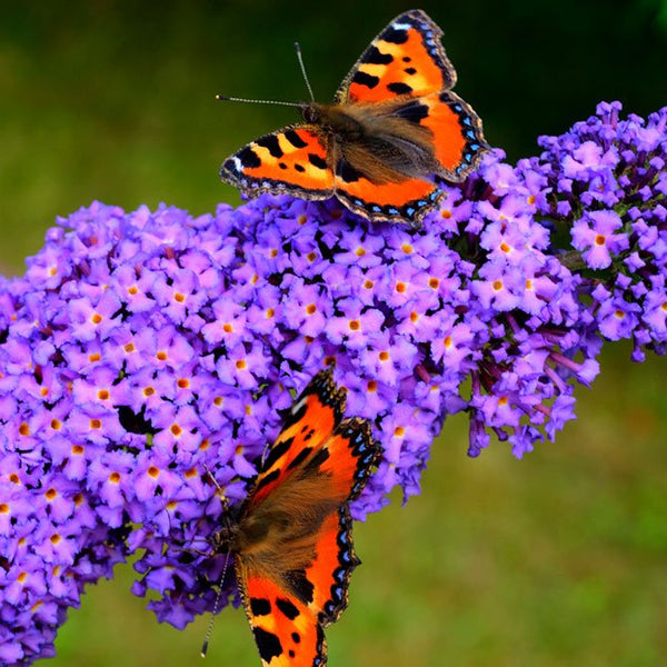 Sommerfuglebusk (Buddleja davidii) – 130 cm | Blomstrer juli til ...
